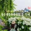 공주축제 유구색동수국정원 꽃 축제 이른 방문했어유혹평주의 네이버 블로그
